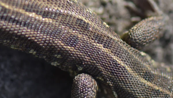 Details lizard Stock Photos, Royalty Free Details lizard Images ...
