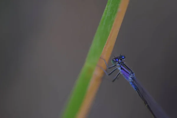 Blue insects Stock Photos, Royalty Free Blue insects Images | Depositphotos