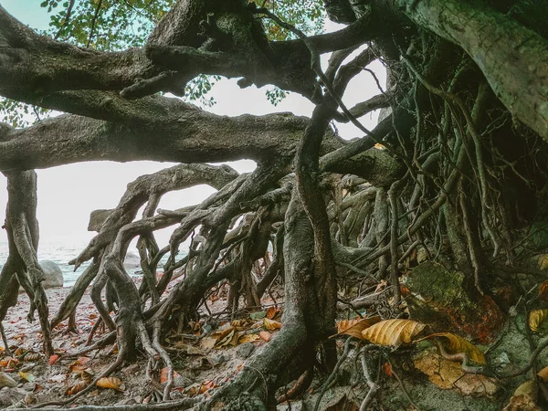 Weaving tree roots Stock Photos, Royalty Free Weaving tree roots Images ...