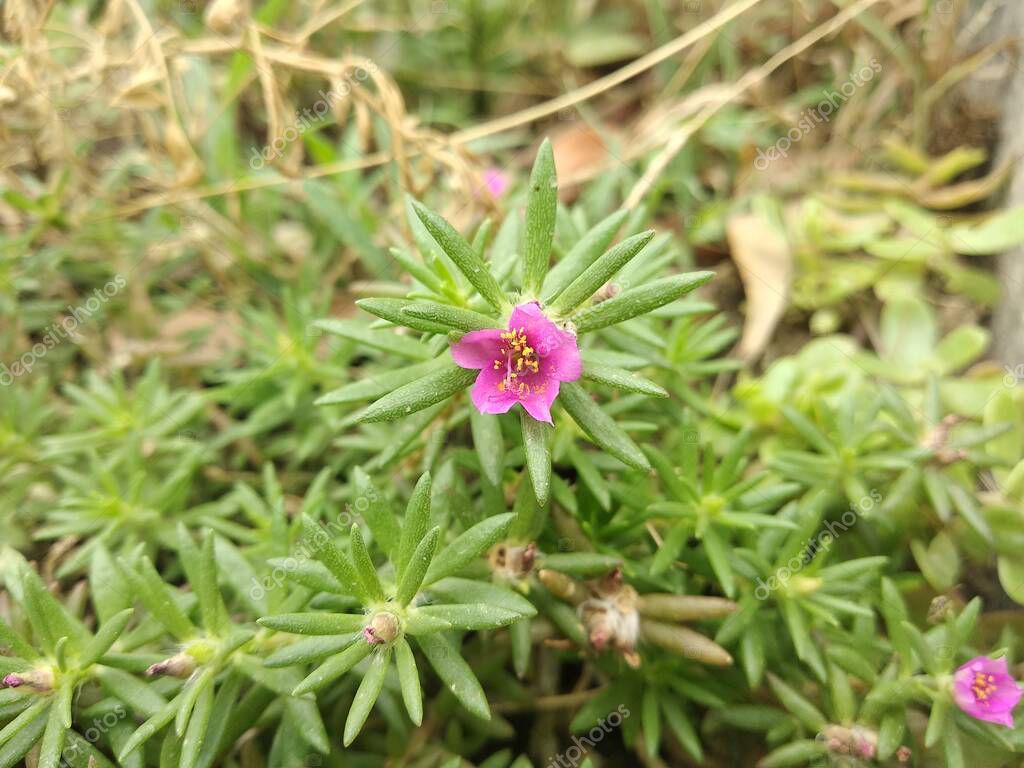 Portulaca grandiflora (Portulaca, Moss Rose, Sun plant, Sun Rose); Una ...