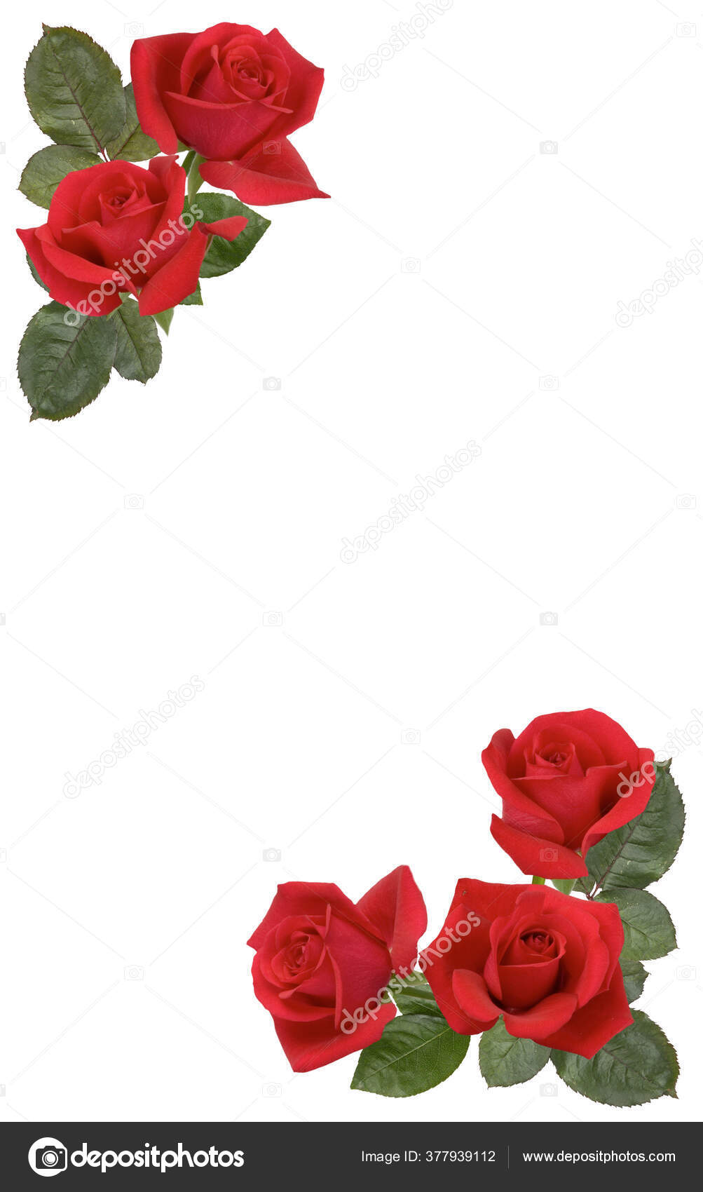 One Large Red Rose Leaves White Background Isolated Stock Photo by ...