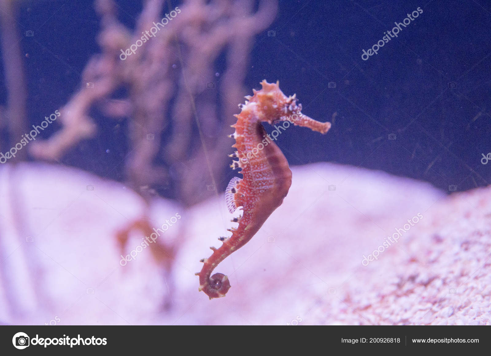 Pink Seahorse