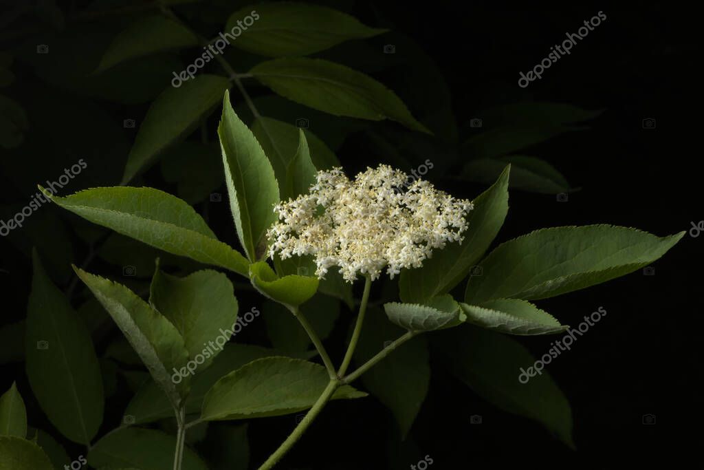 La luz suave aísla las muchas flores limpias de saúco blanco y crema ...