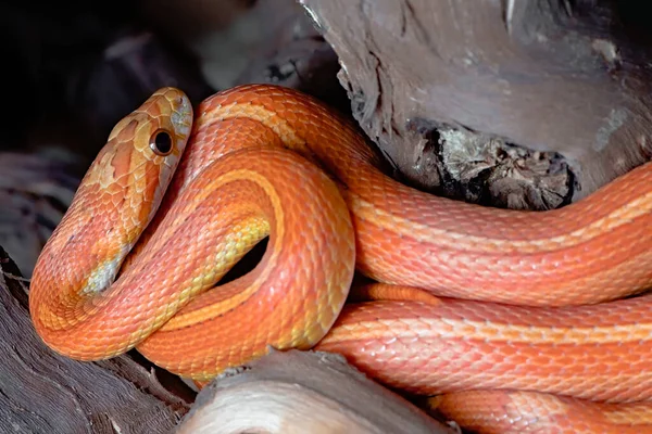 Creamsicle Striped Corn Snake