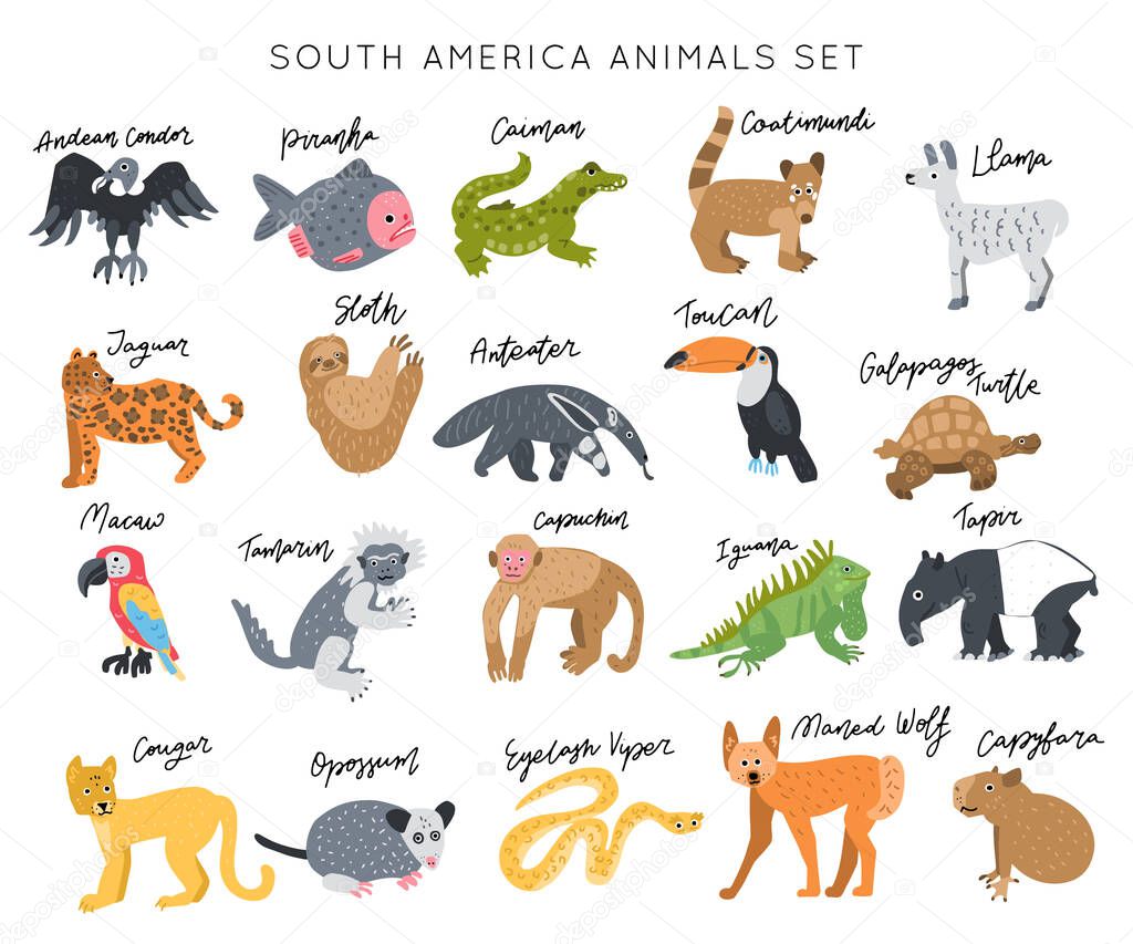 América del Sur Animal vector ilustración clipart set. Paquete de ...