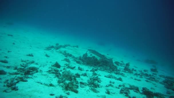 34 Large barracuda Videos, Royalty-free Stock Large barracuda Footage ...