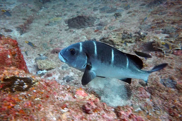 Amazing Living Organisms Fish Underwater World — Stock Photo ...