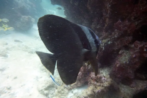 Amazing Living Organisms Fish Underwater World — Stock Photo ...