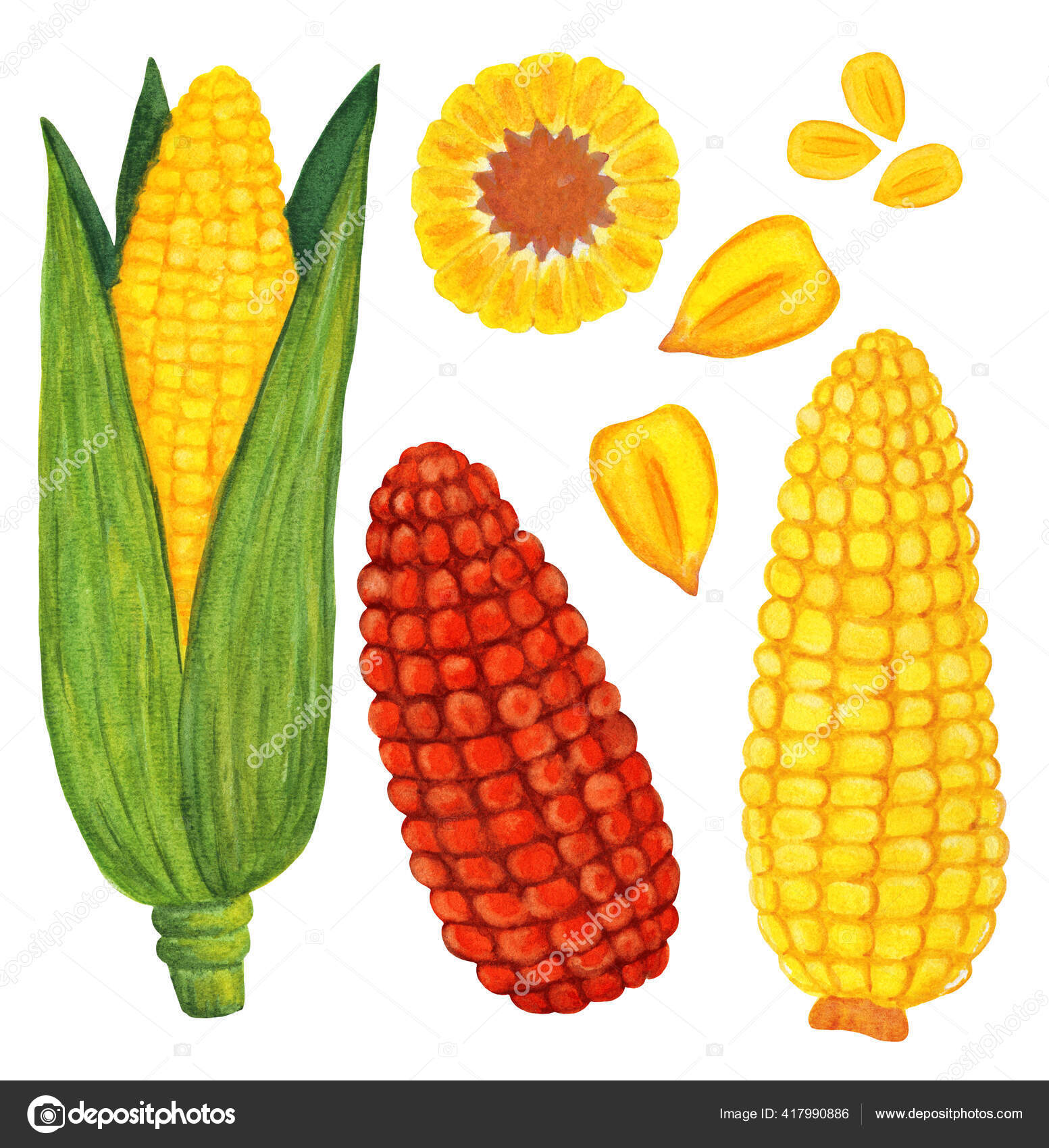 Gold and red maize watercolor set — Stock Photo © ana_bear #417990886