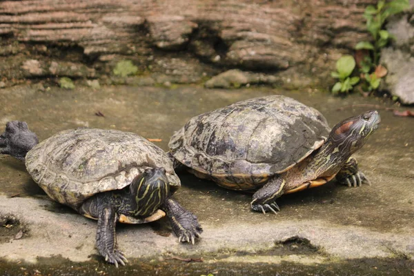 Asian turtles Stock Photos, Royalty Free Asian turtles Images ...