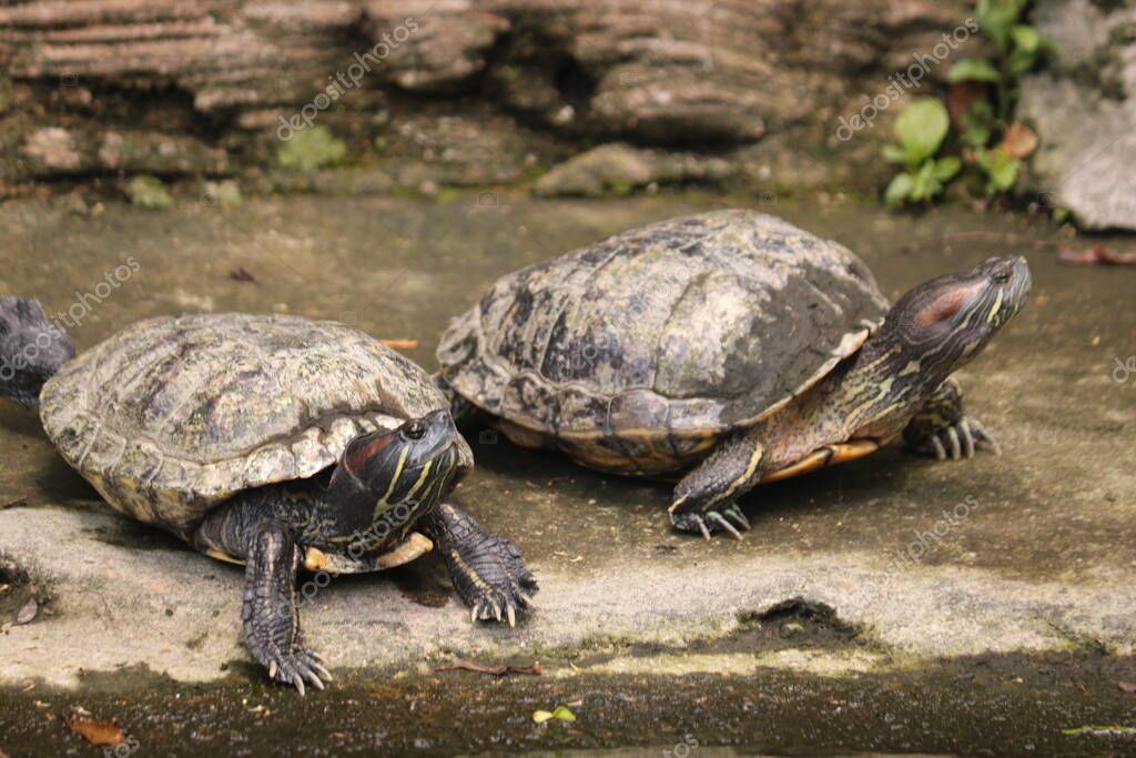 Las tortugas son reptiles del orden Testudines caracterizados por una ...