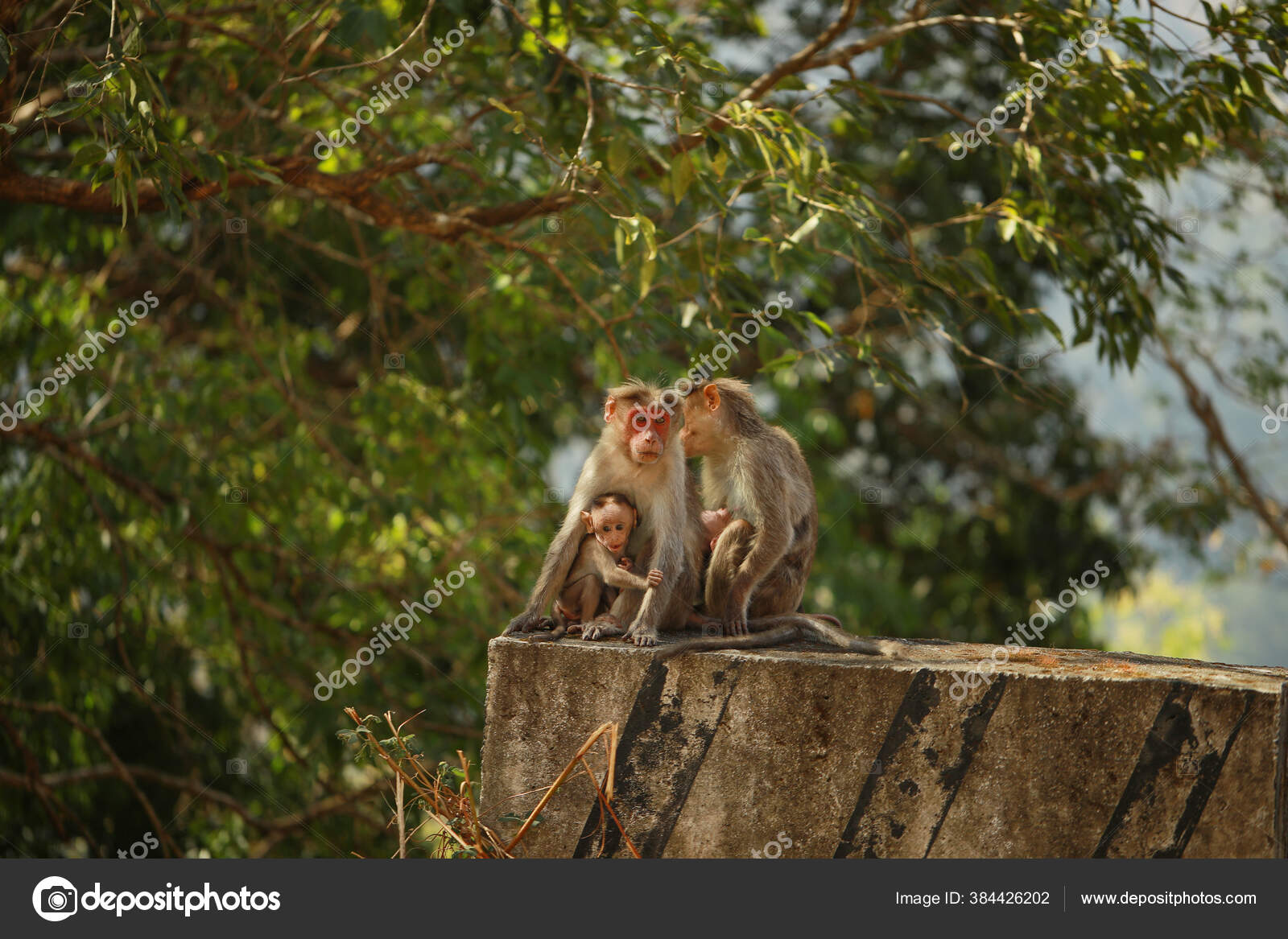 Familia Monos Madre Hijo Rhesus Monos Macacos Angkor Wat Mono — Foto de stock #384426202 ...