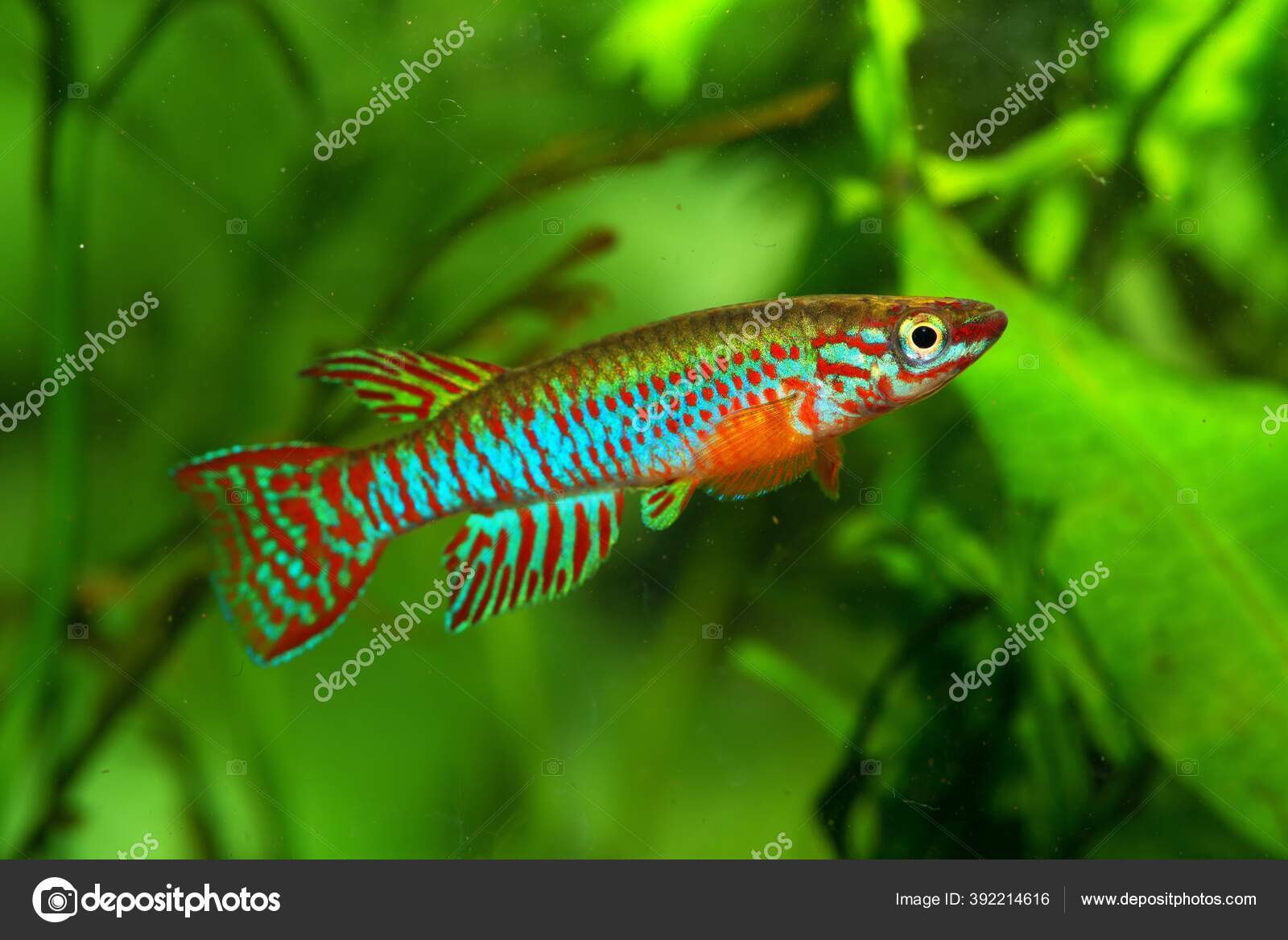 Aphyosemion Elberti Cfe Africa African Freshwater Killifish Stock Photo ...