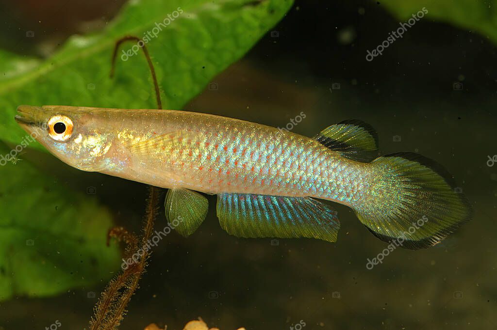El panchax azul (Aplocheilus panchax CI 024) es un pez común de agua ...