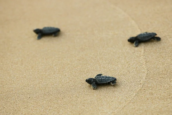Baby Sea Turtle Hatchling Loggerhead Caretta Caretta Crawling Sea ...