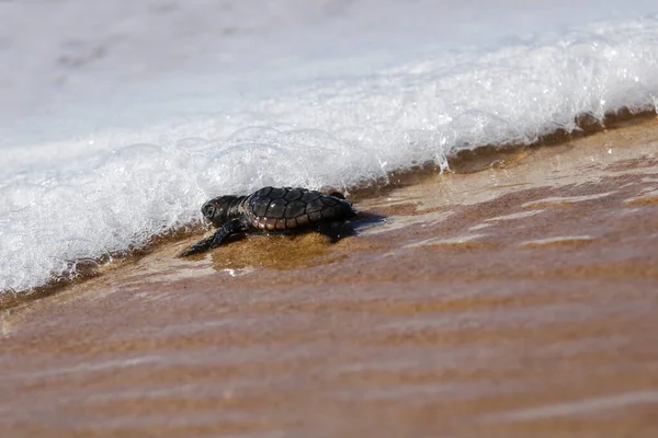 Baby Sea Turtle Hatchling Loggerhead Caretta Caretta Crawling Sea ...