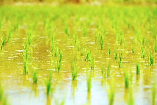 Rice paddy Stock Photos, Royalty Free Rice paddy Images | Depositphotos