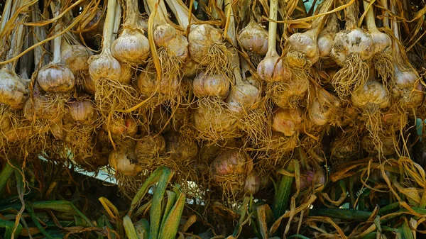 Farmers harvesting garlic Stock Photos, Royalty Free Farmers harvesting ...