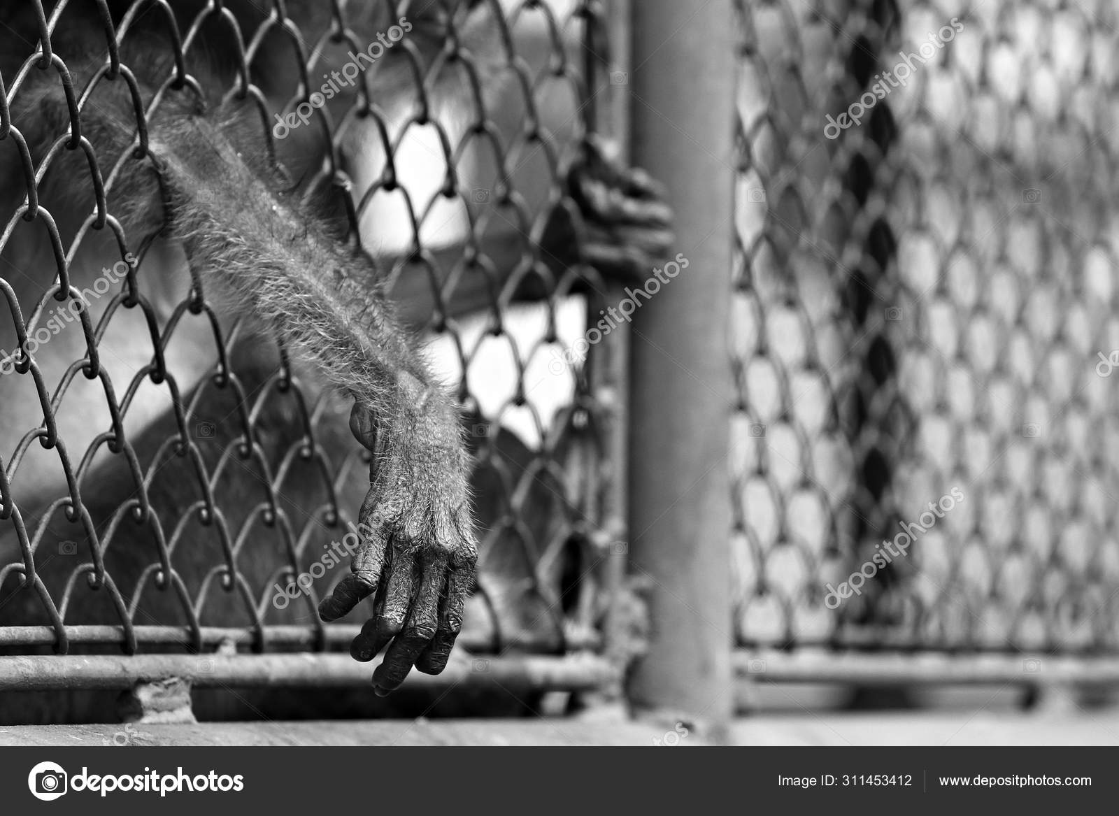 Monkey Trapped Zoo — Stock Photo © Kosin_Sukhum #311453412