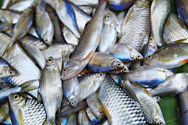 Fish philippines Stock Photos, Royalty Free Fish philippines Images ...