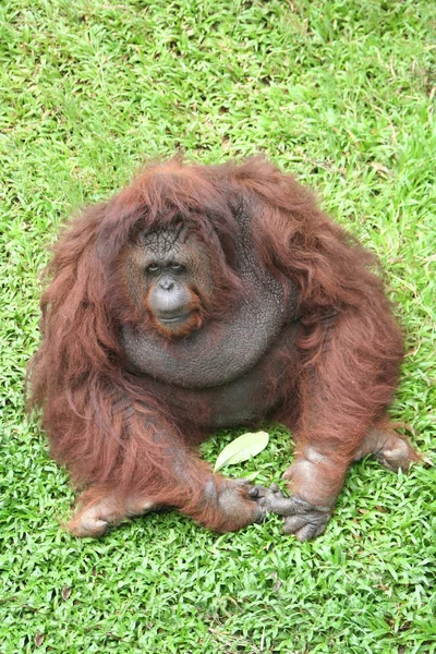 Fat Orangutan Standing