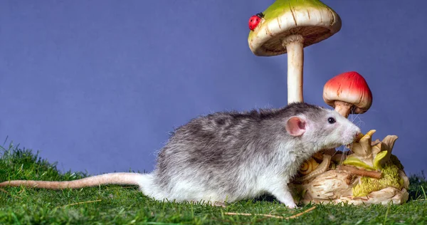 Salade muis Stock Photos, Royalty Free Salade muis Images | Depositphotos