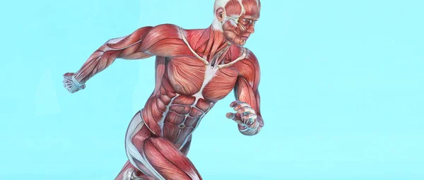 Muscular system Stock Photos, Royalty Free Muscular system Images ...