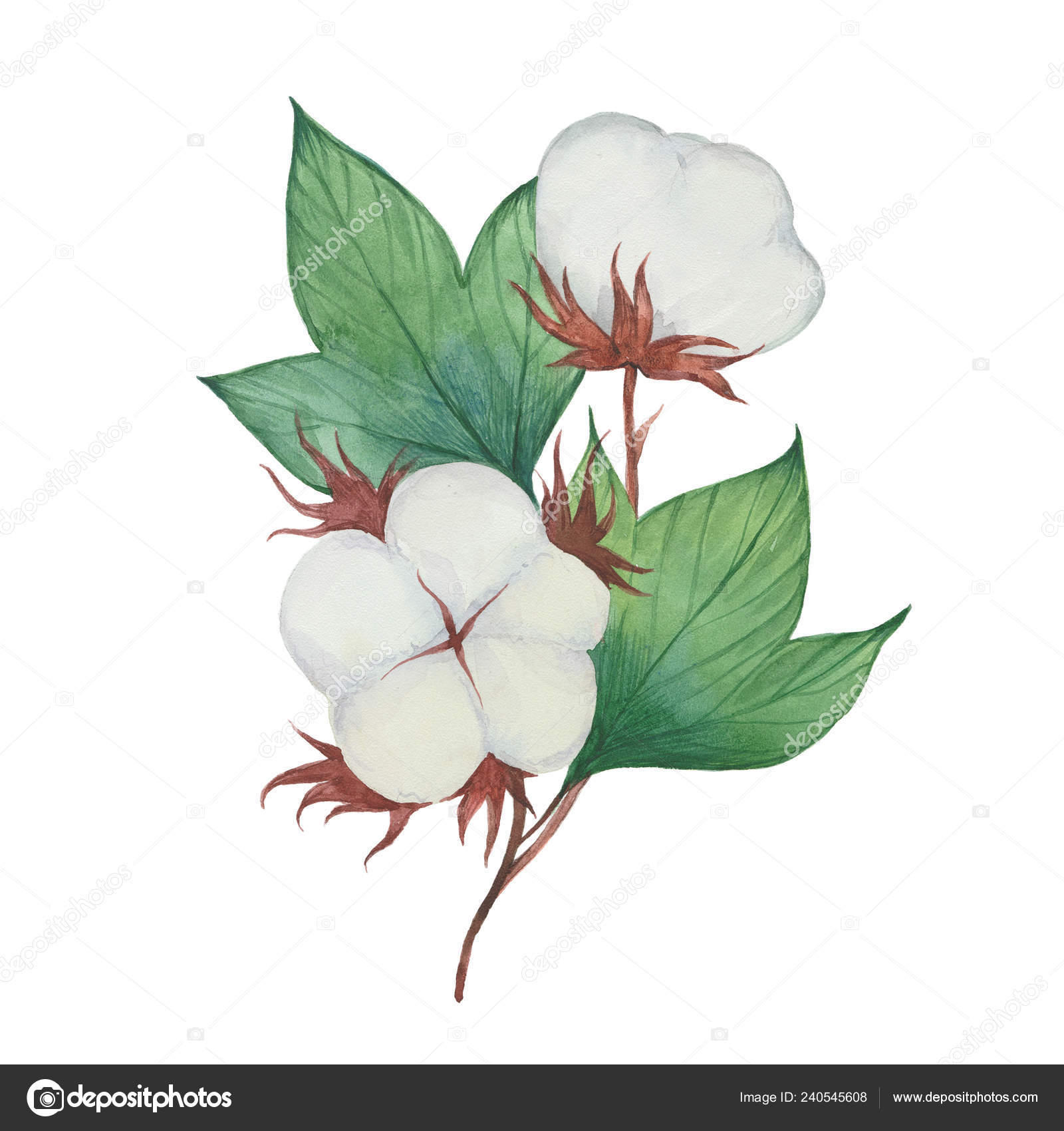 Cotton branch with flowers Stock Illustration by ©dvo #240545608