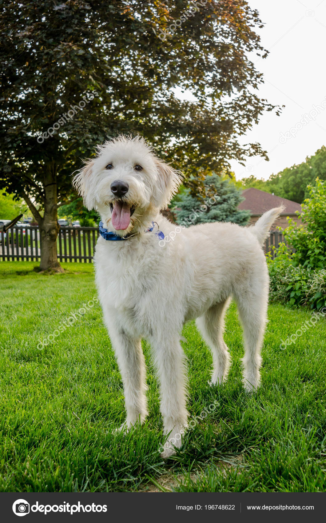 White Labradoodle Stands Proudly Backyard Summer — Stock Photo ...