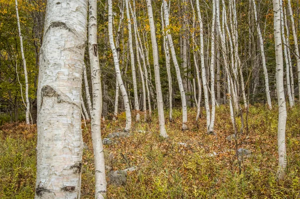 Paper Birch and Forest Floor in Maine forest - Stock Image - Everypixel