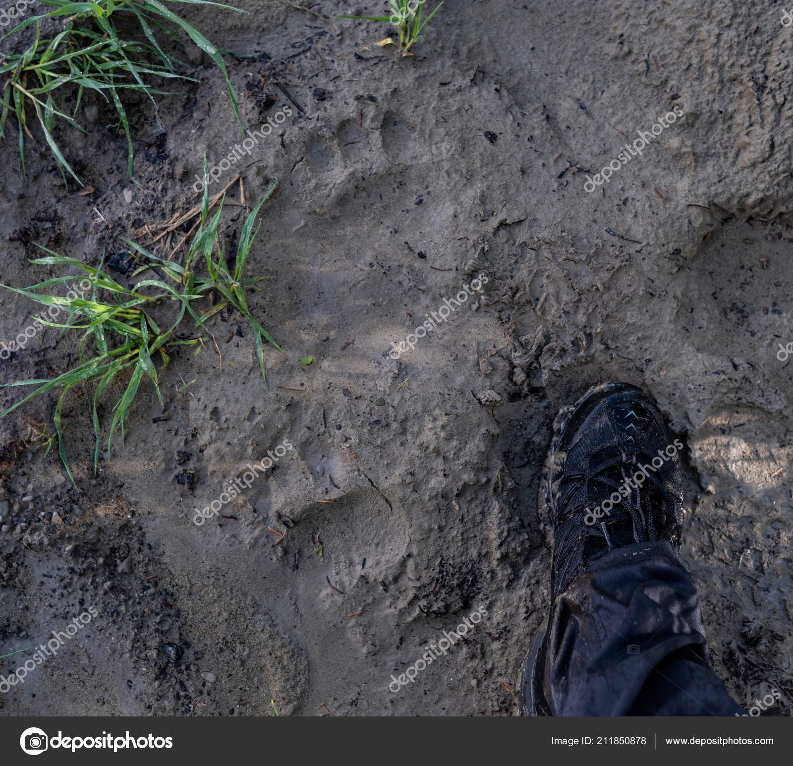 Hiking Boot Print Mud