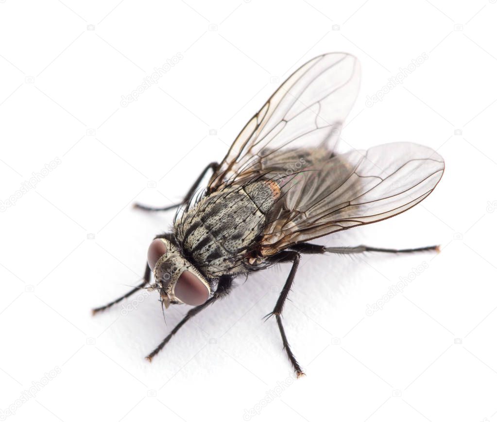 mosca aislada sobre un blanco 2023