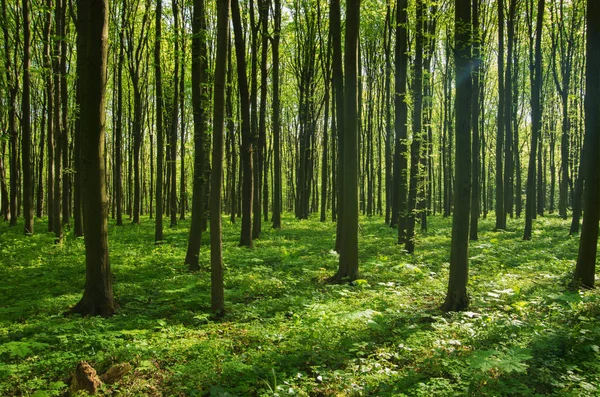 Temperate Deciduous Forest Spring