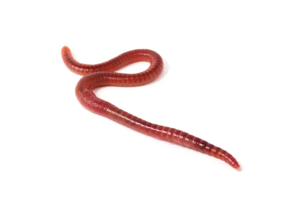 Worm Stock Photos, Royalty Free Worm Images | Depositphotos