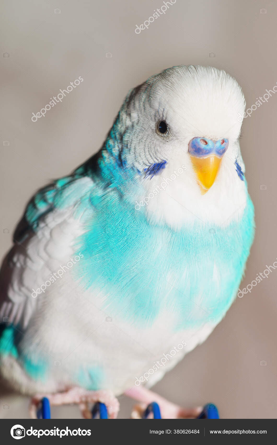 Male Blue Parakeet