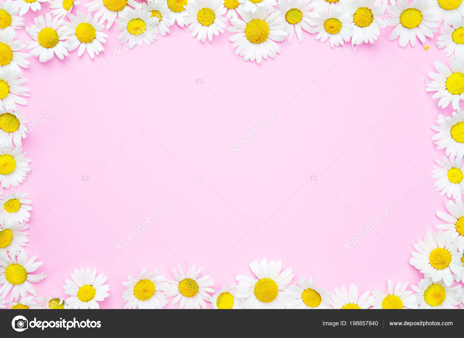 Framed Pink Background White Beautiful Daisies — Stock Photo ...