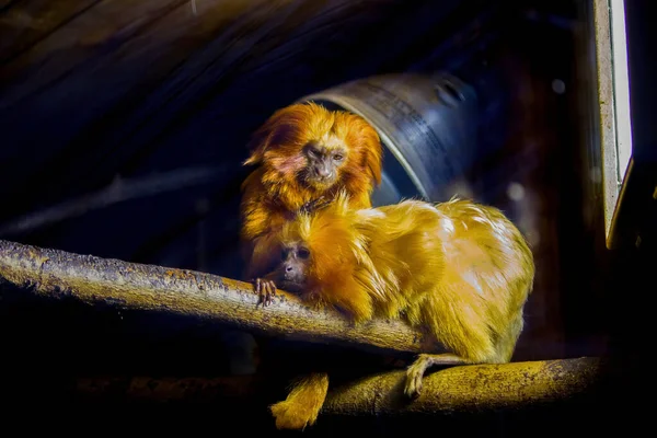 Golden Monkeys sit together in a cage at zoo in Krakow city, Poland ...