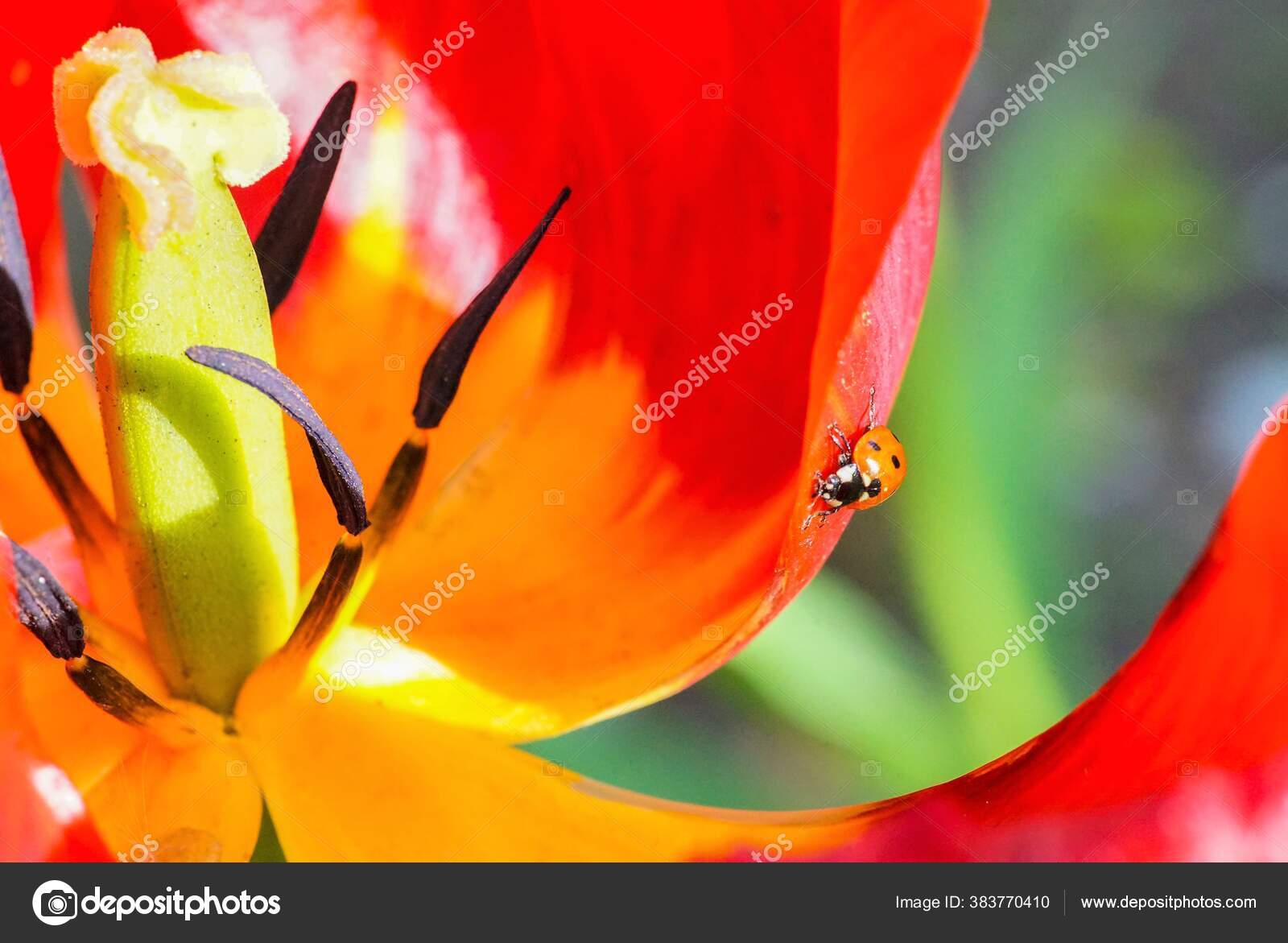 Ladybug Close Nature Background — Stock Photo © Serhii37 #383770410