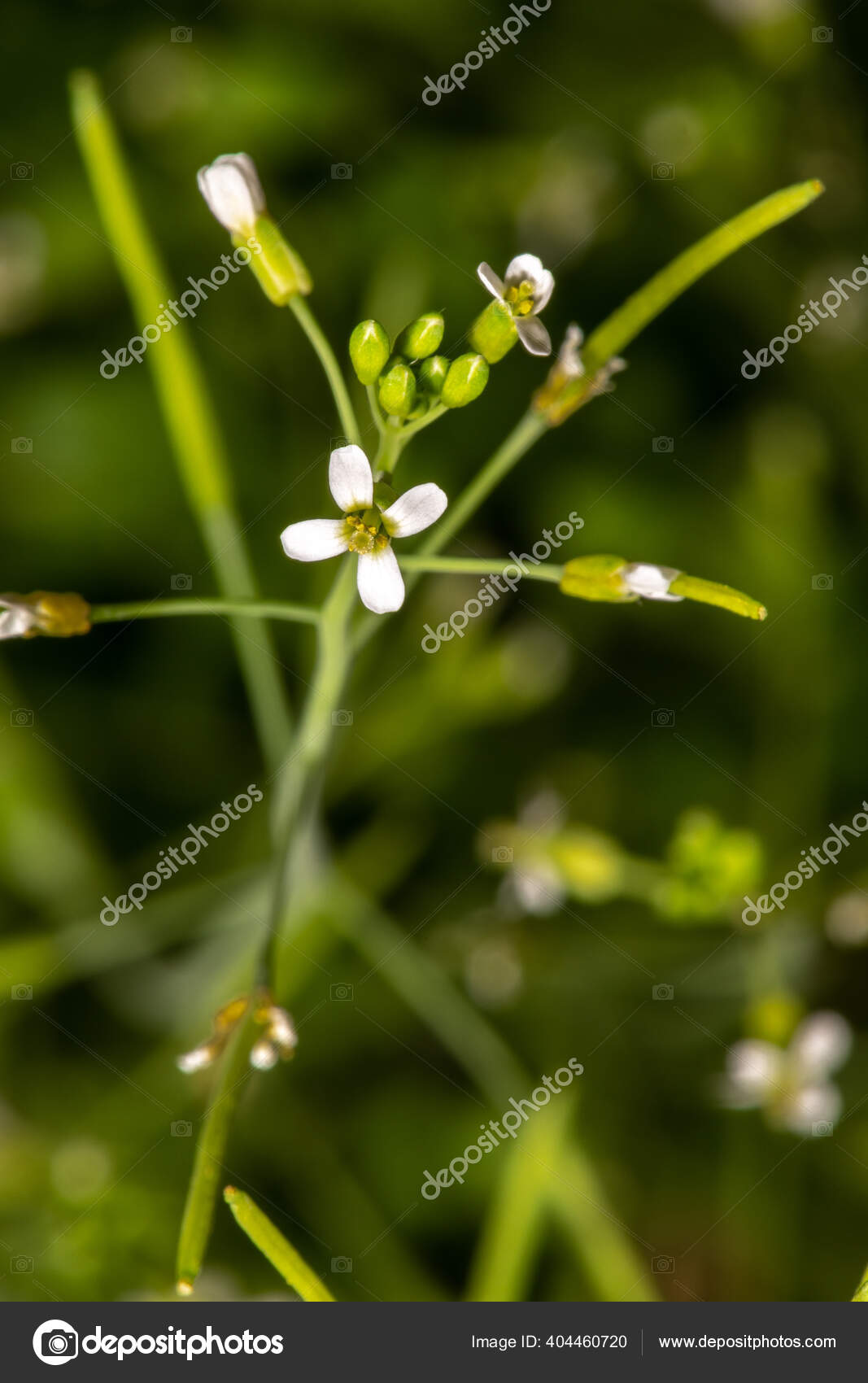 Arabidopsis Thaliana Flower