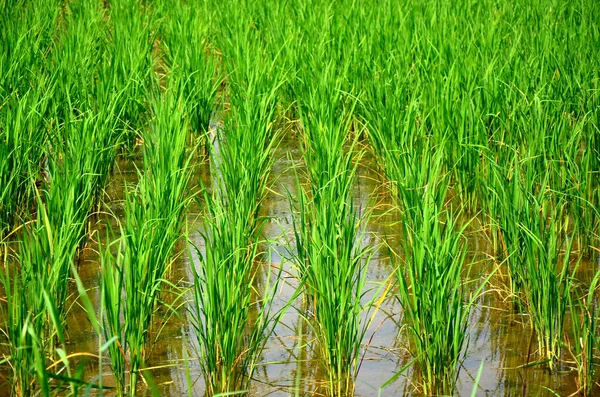 Rice paddy plant Stock Photos, Royalty Free Rice paddy plant Images ...