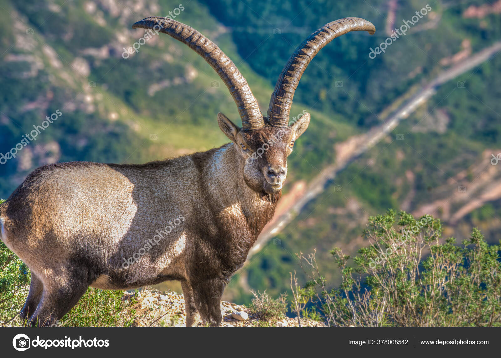 스페인 아이벡스