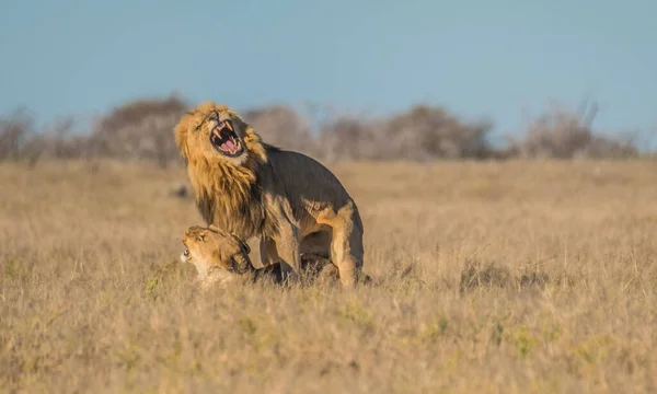 Lions Mating Extraordinary Experience Two Male Three Female Lions Take ...