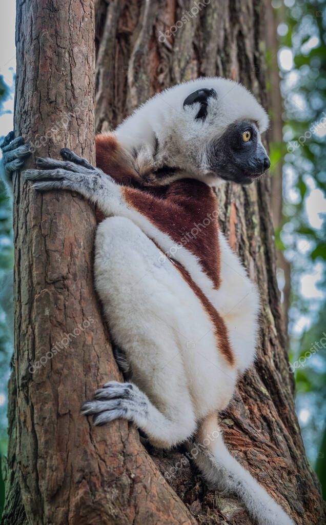 Sifaka, un gran lémur que salta de árbol en árbol en una posición ...