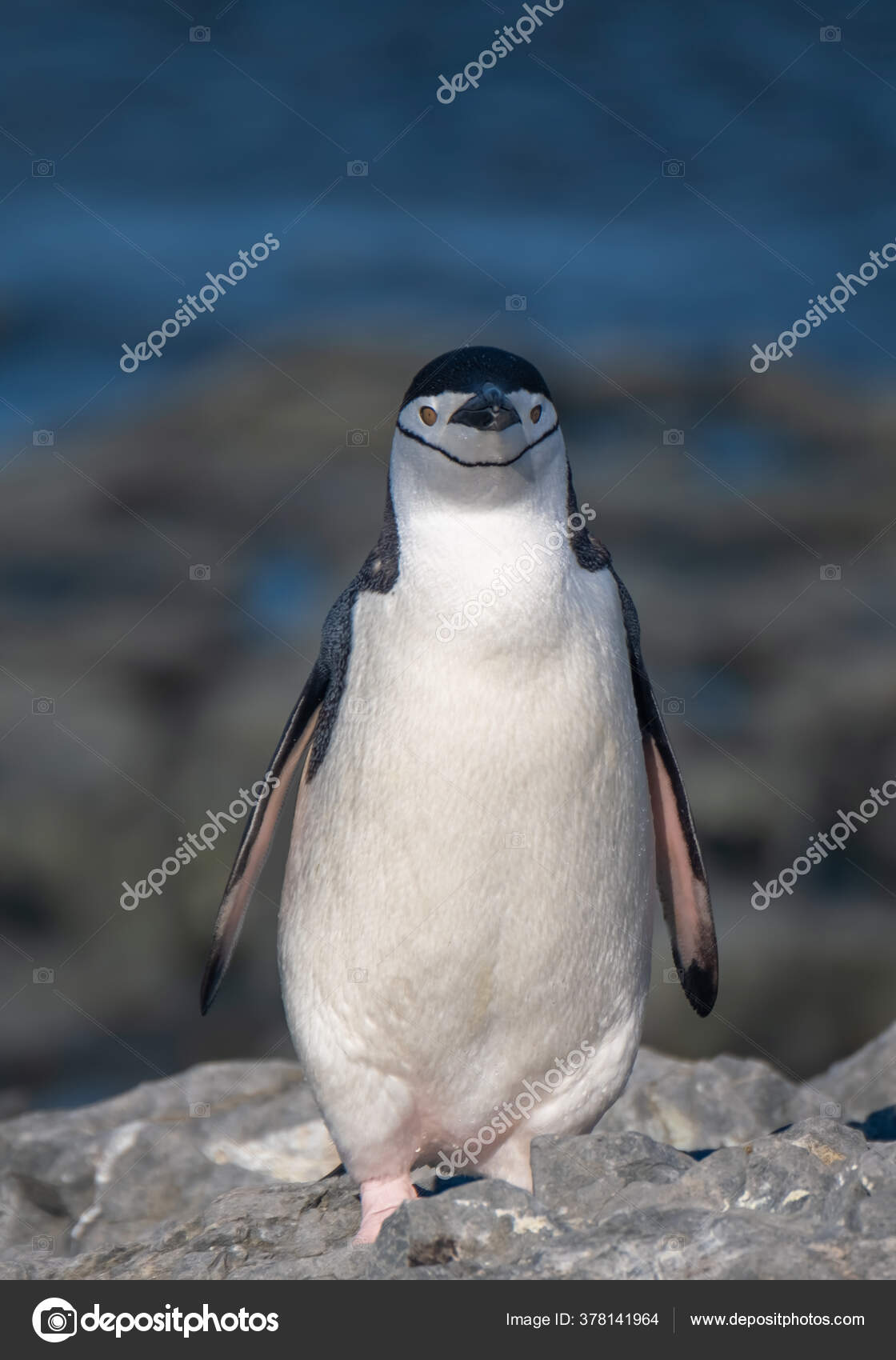 Closeup Chinstrap Penguin Esperanza Base Permanent Argentine Research ...
