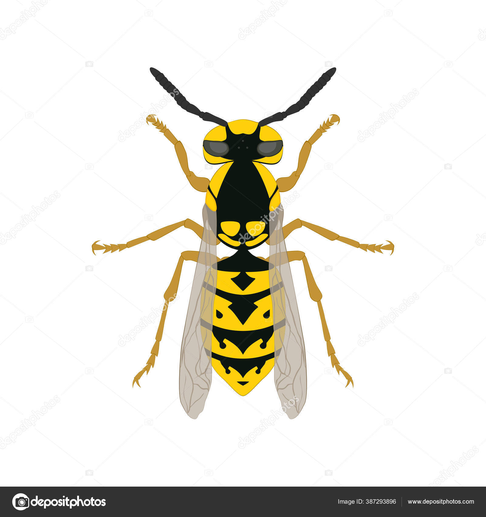 Avispa Avispa Vista Superior Aislado Sobre Fondo Blanco Stock Vector by ...
