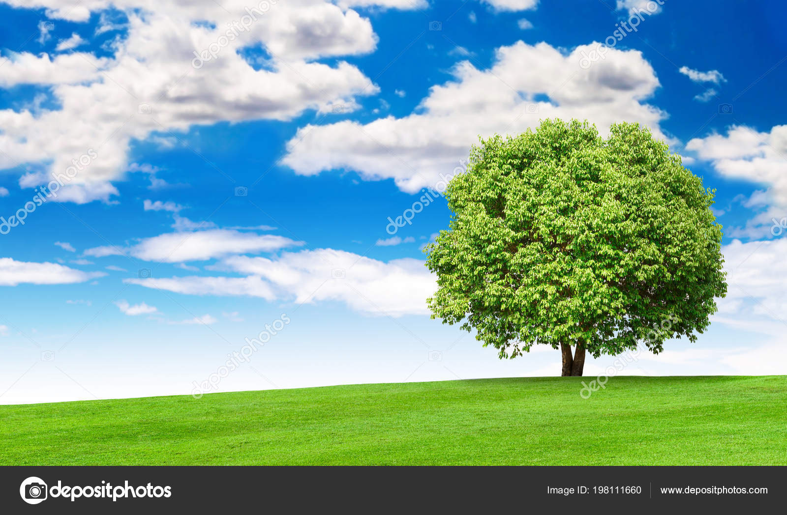 Green Grass Blue Sky Trees