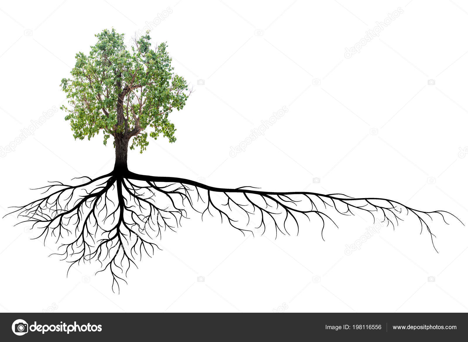 Banyan Tree Root Isolated White Background — Stock Photo © enterphoto ...