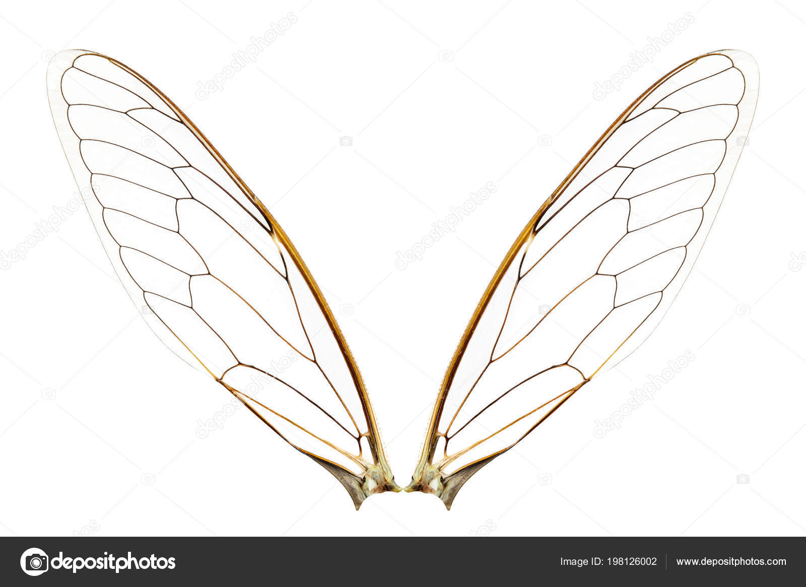 Wings Insect Isolated White Background Stock Photo by ©enterphoto 198126002