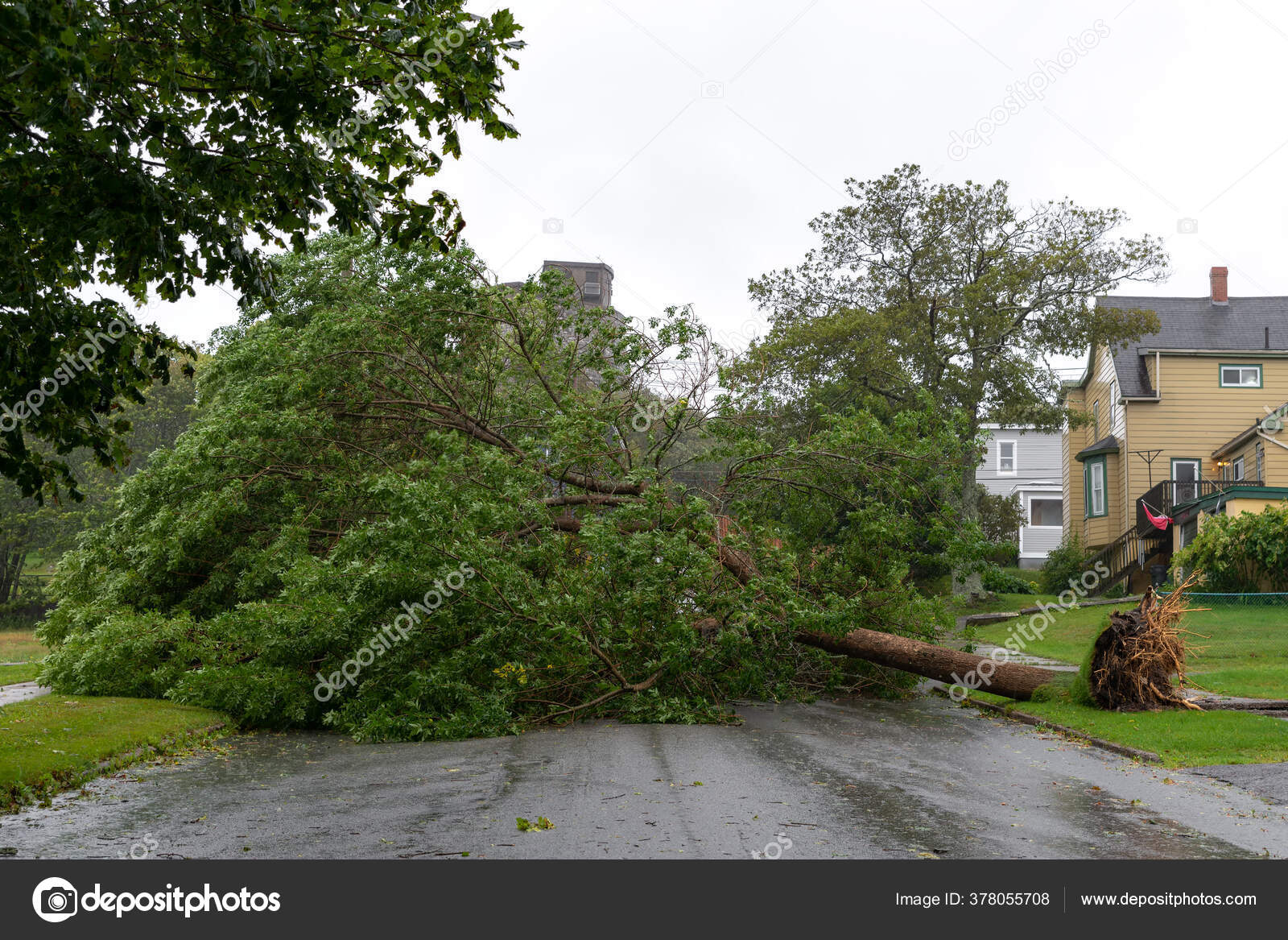 Large Tree Fallen Road Road Completely Blocked Tree Fell Due — Stock ...