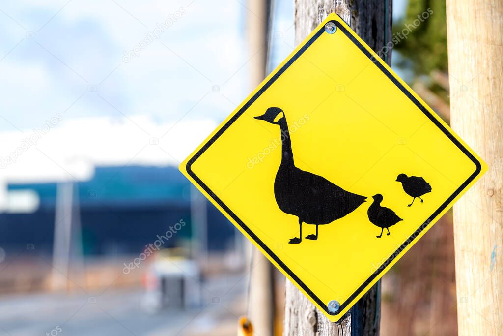 Señal de cruce de pato o ganso al lado de una carretera. El letrero ...